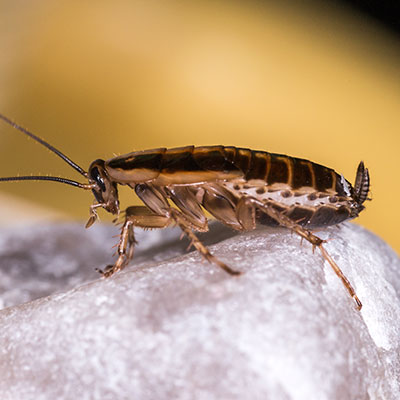 Most Common Cockroaches in NC | Picture Identification