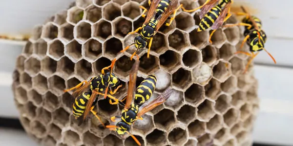 Guide To Yellow Jackets | Pest-X Exterminating
